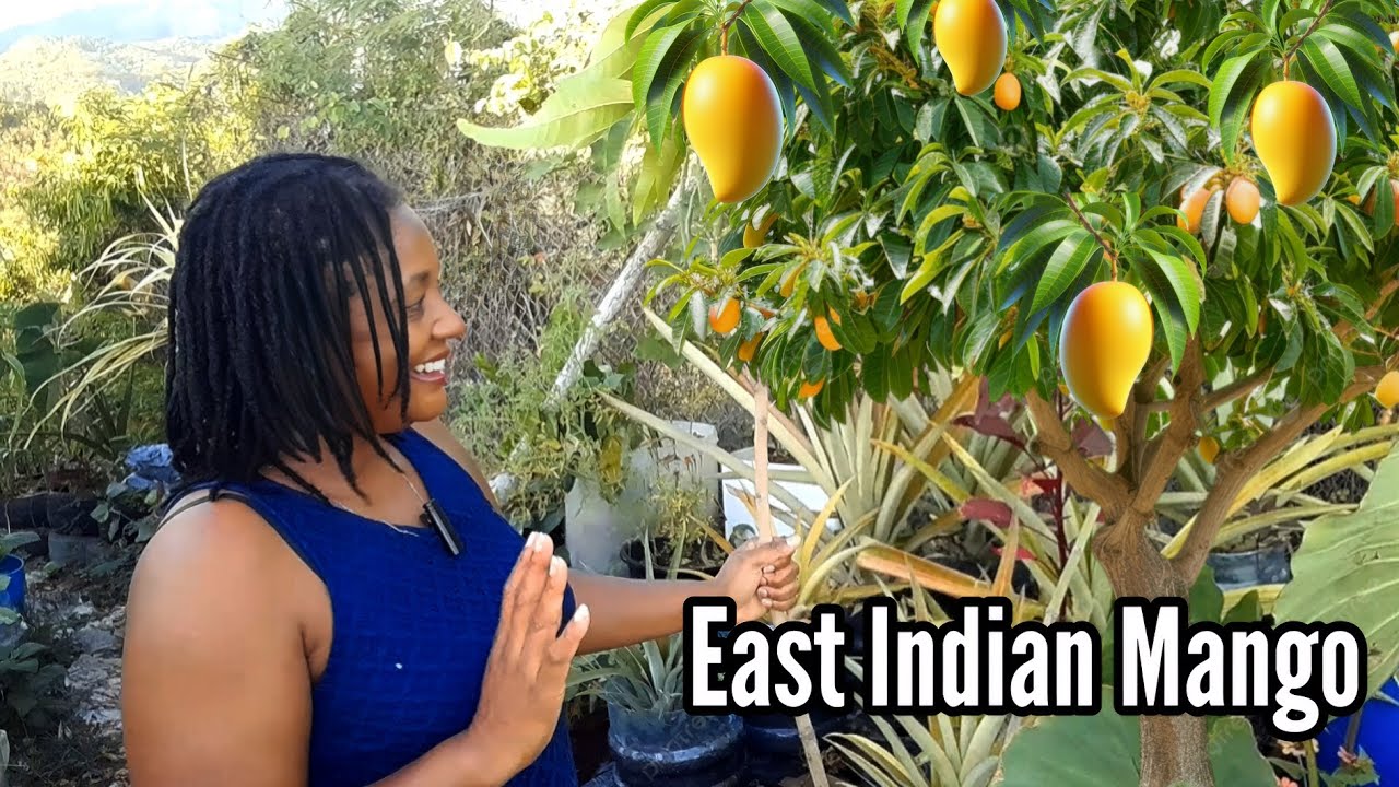 How I'm Growing East Indian MANGO In A CONTAINER|| The Sweetest Mango ...