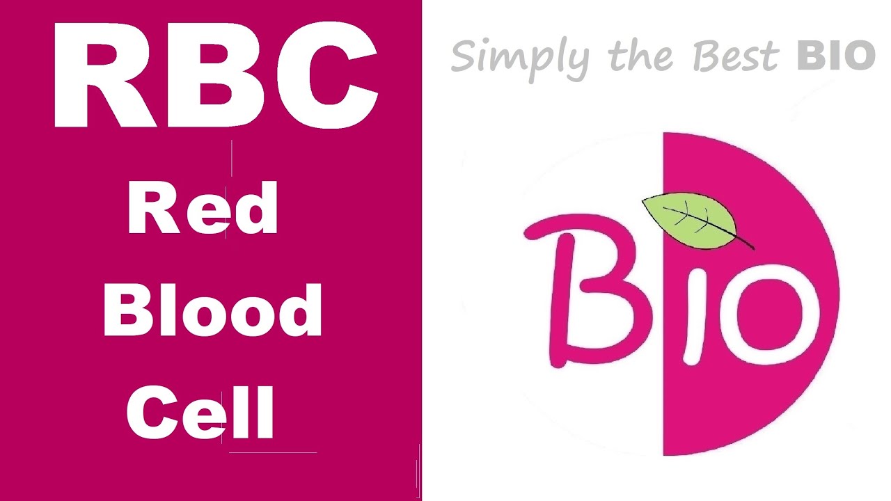 RBC Red Blood Cell by Simply The Best Bio - YouTube