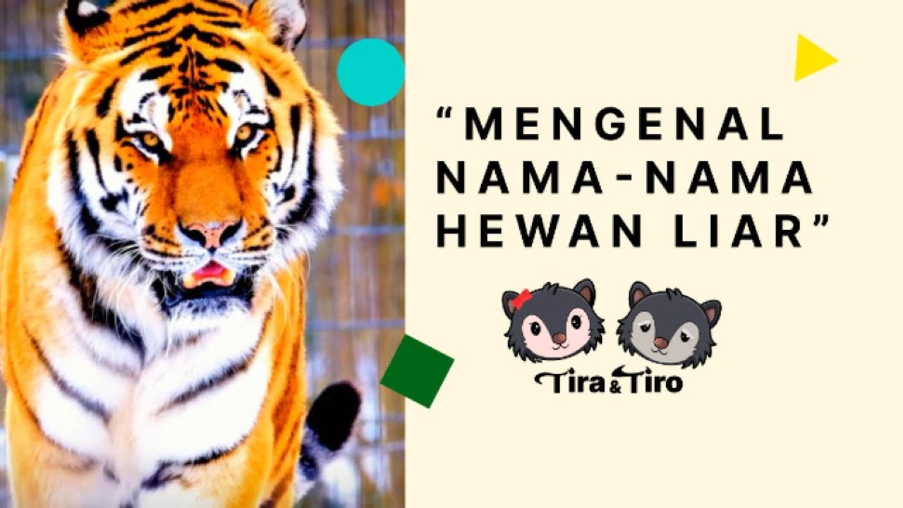 Mengenal nama nama hewan liar bersama Tira dan Tiro - YouTube