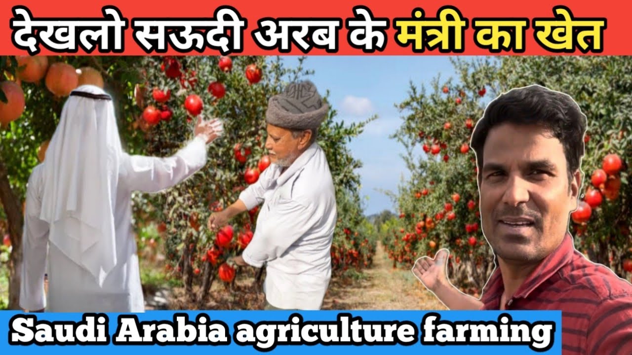 Saudi Arab ki kheti/ Vegetable Farming in Saudi Arabia/ Saudi Arabia ...