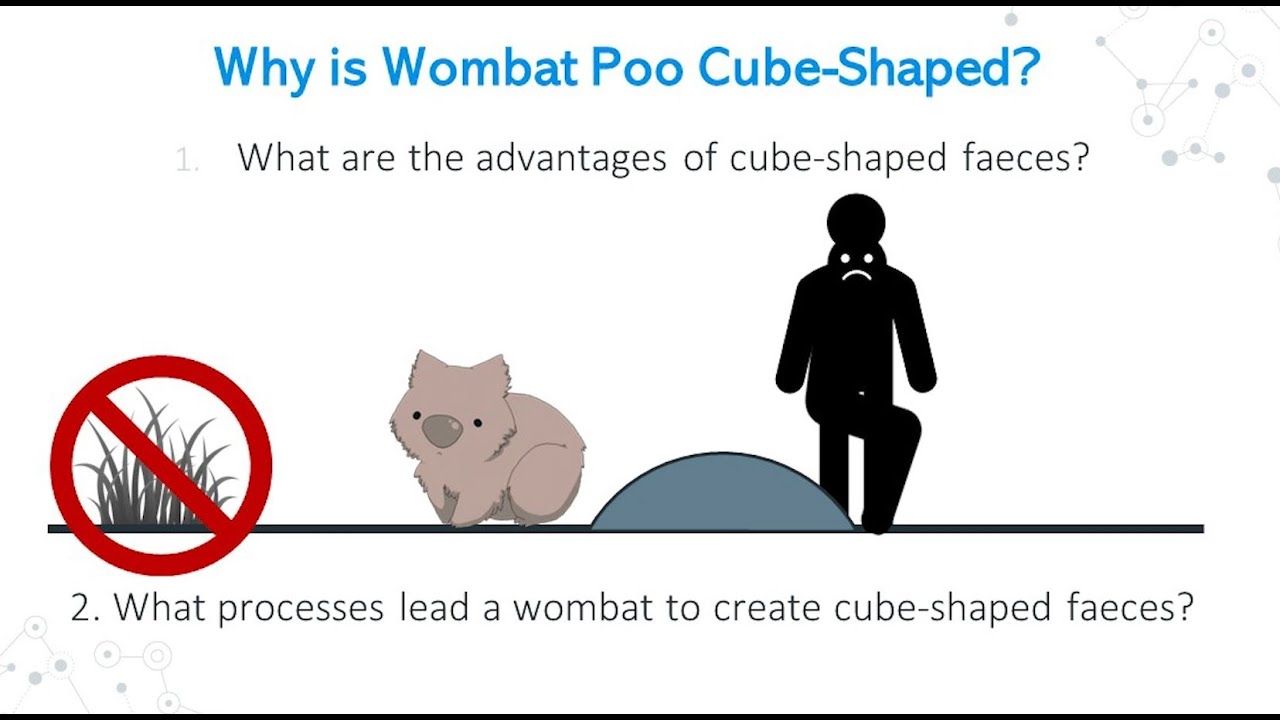 PitP23 Why is Wombat Poo Cube-Shaped? by Jack Foster, Sydney University ...