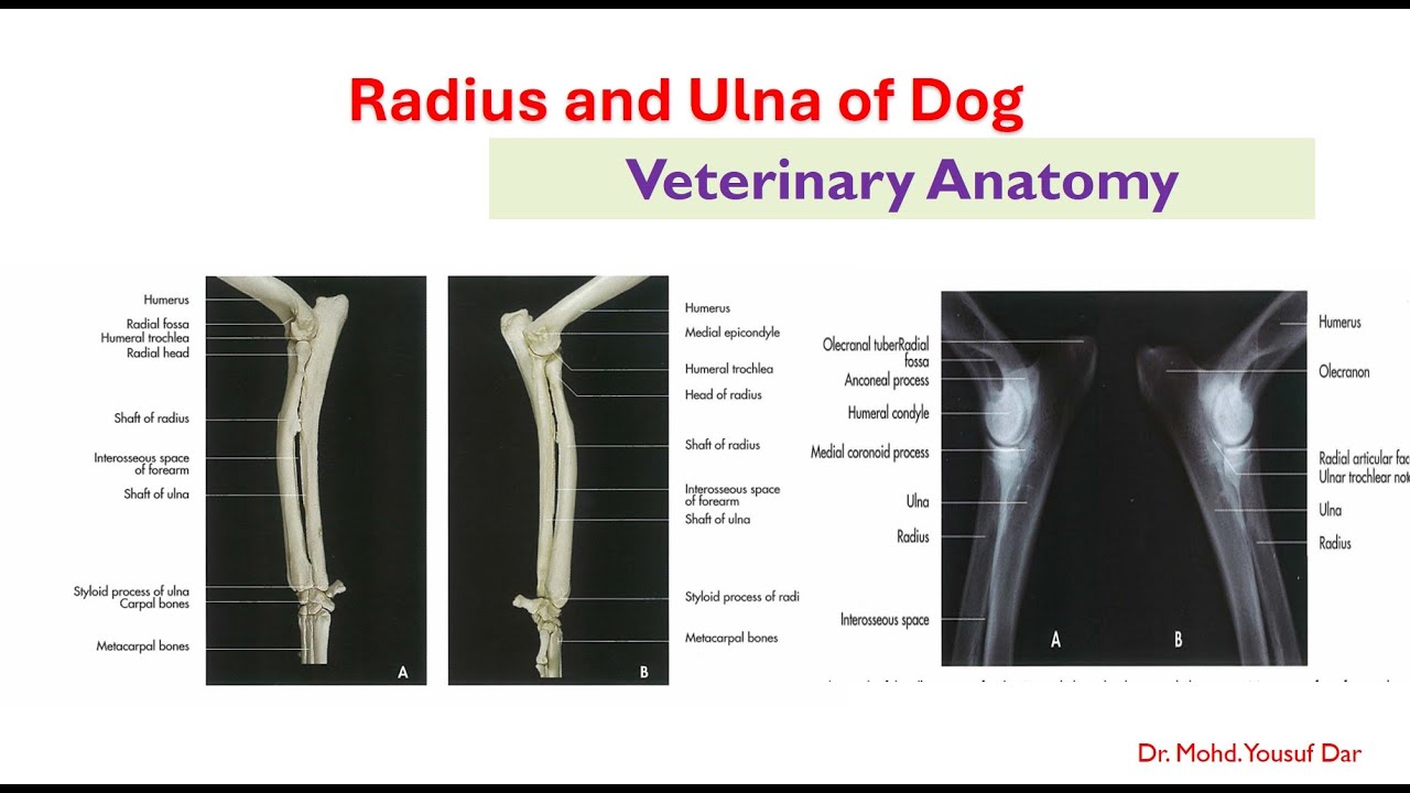 Radius and ulna of dog#bvsc #vetanatomy #osteology #pooshmati - YouTube