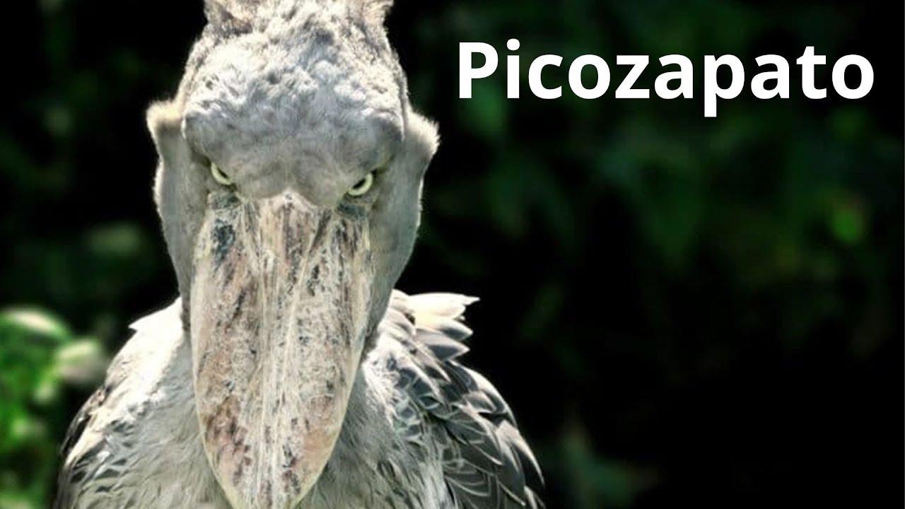 Picozapato - Balaeniceps rex - YouTube