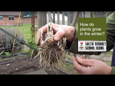 How do plants grow in the winter? - YouTube