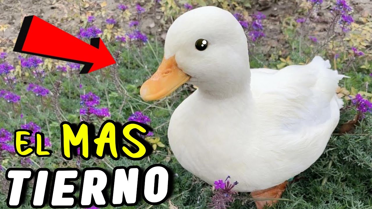 Descubre al PATO mas PEQUEÑO y TIERNO del MUNDO 🥰 Lo Amaras! 💕 ️ - YouTube
