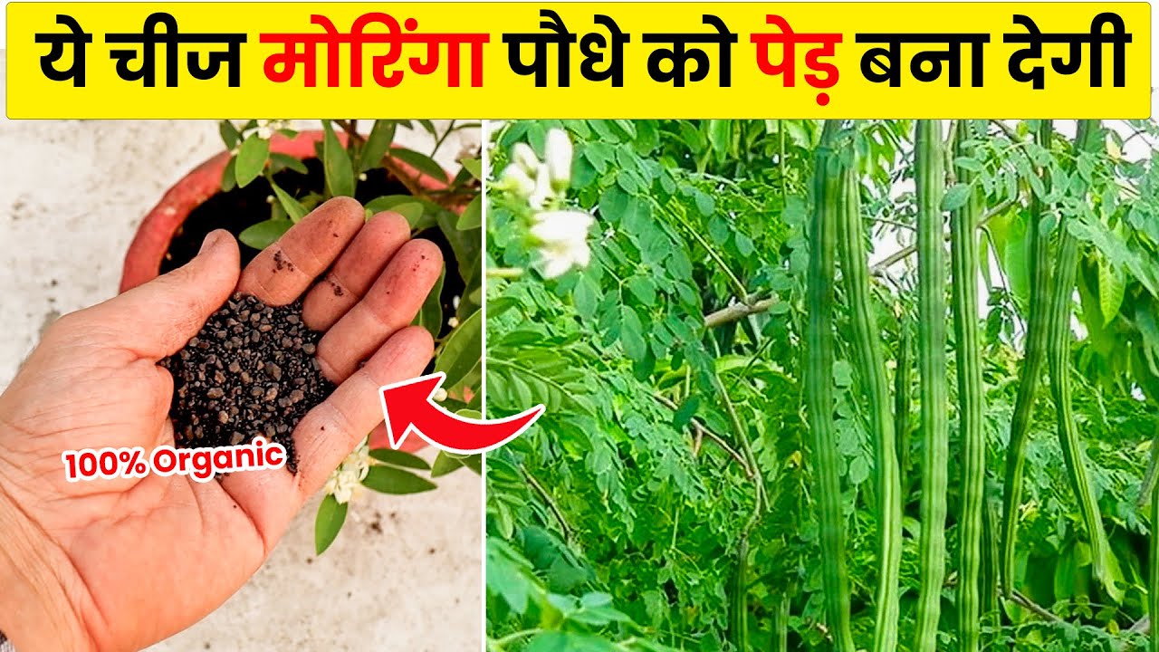 How to Grow Moringa Plant | drumstick plant care Growing Tips in pot ...