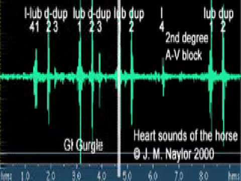 normal HEART sound in Horse