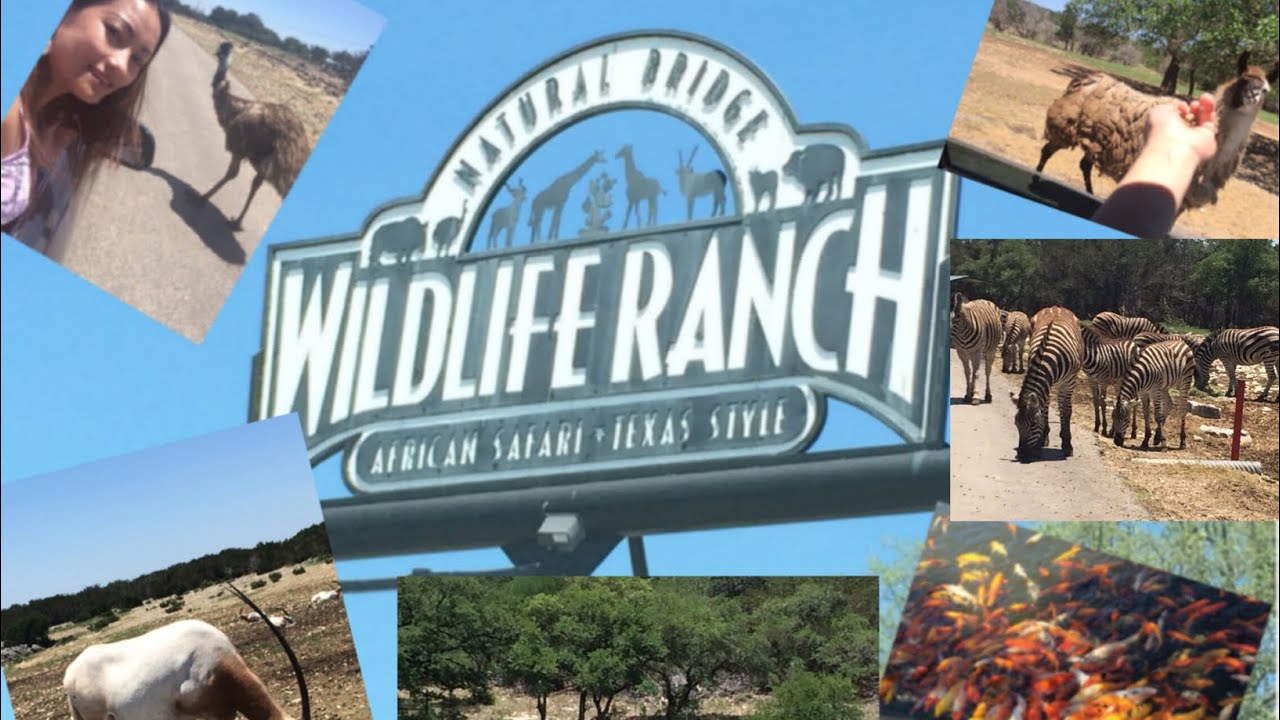 WILDLIFE RANCH || AFRICAN SAFARI || TEXAS STYLE 🦓🦏🐘🦒🐐🦌 - YouTube