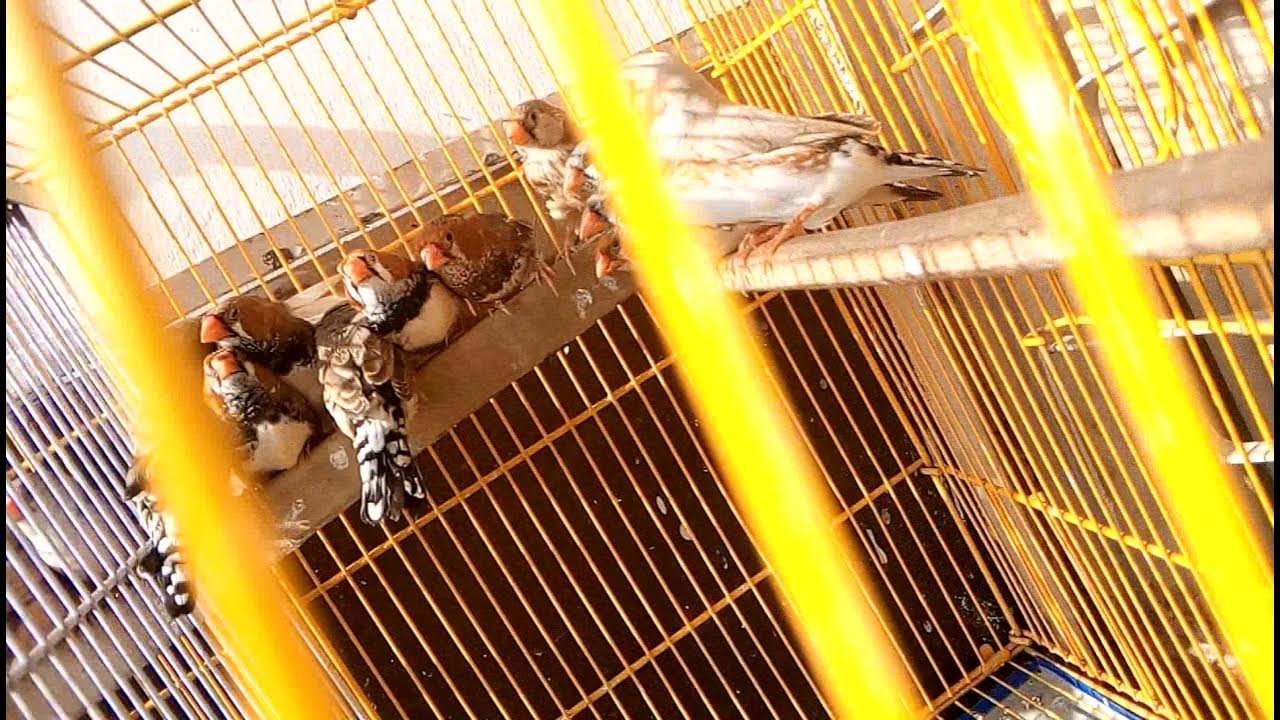 Lightback BF OBBB BB 2b 3b splits NG - YouTube