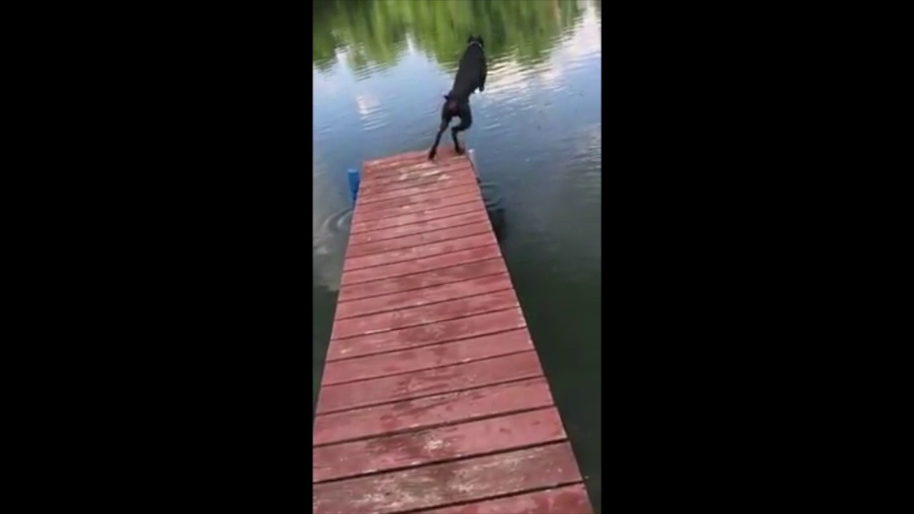 Jay The Doberman Jumping Of The Dock - Slow Motion Dog Jump - YouTube