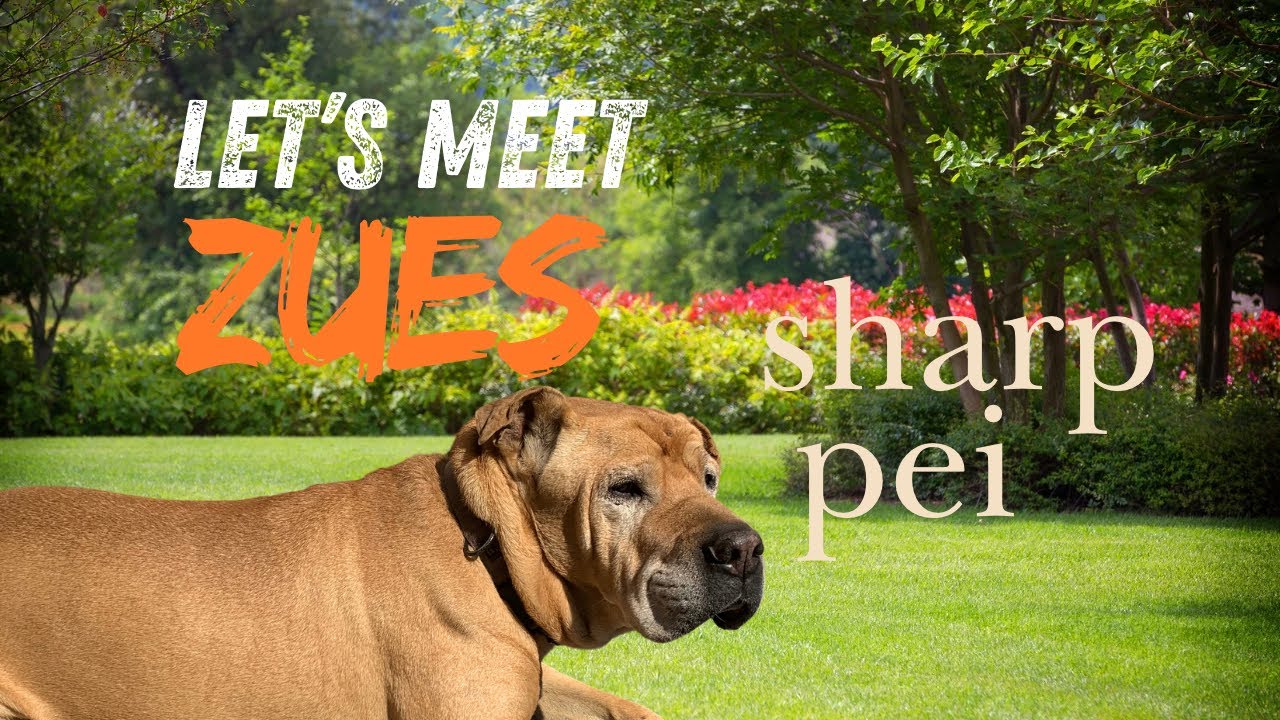 Sharp pei || Dogs Breed - YouTube