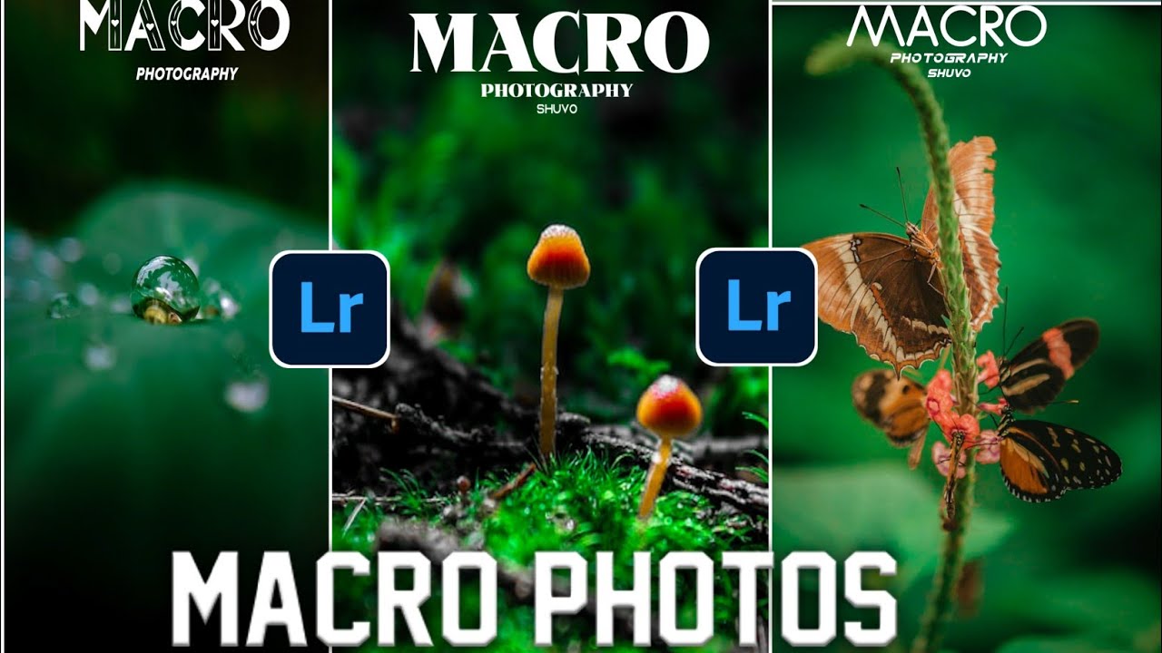 How to edit macro photos// in Lightroom// #macrophotography //Byy SHUVO ...