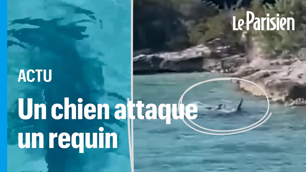 Bahamas : un chien se lance à la poursuite d'un requin-marteau - YouTube