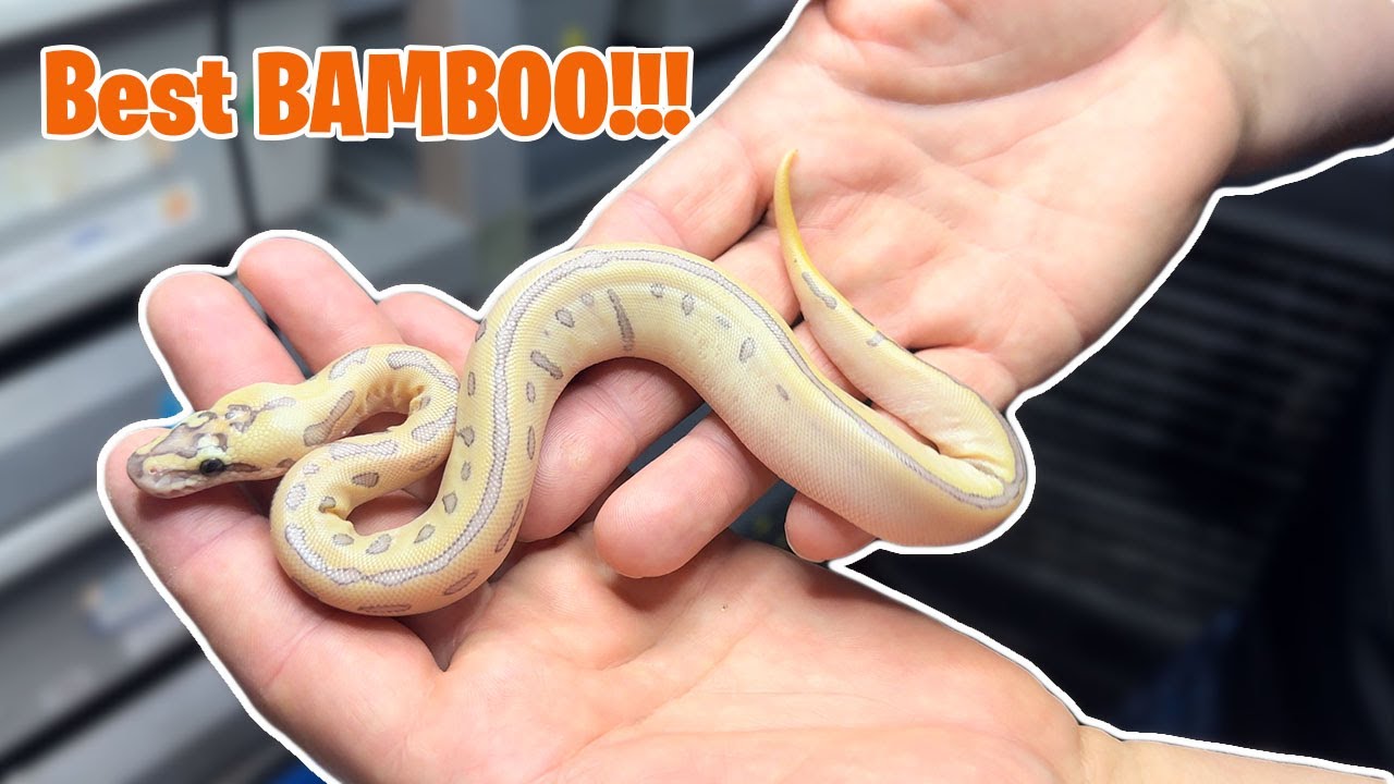 Bamboo Hypo Combos!!!! #snakes #eggcutting #ballpython - YouTube