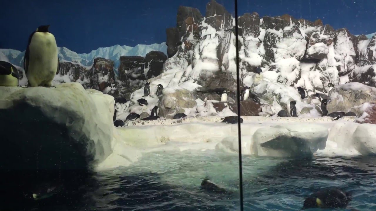 Penguins at Seaworld!!!! - YouTube