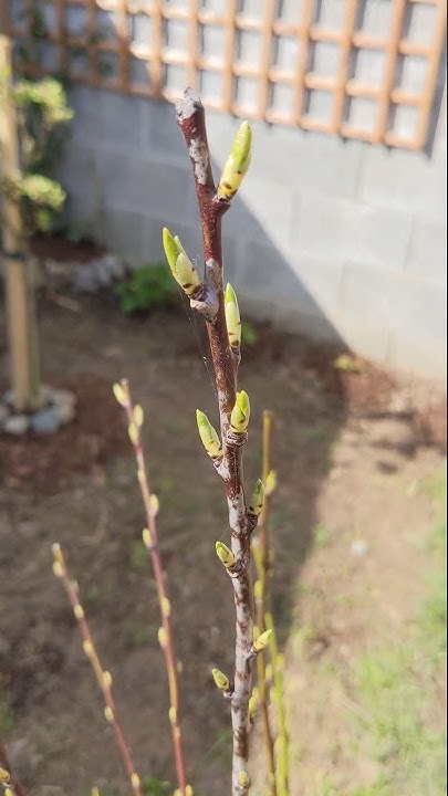 Dwarf Damson Plum Tree in early Spring - Ireland - YouTube