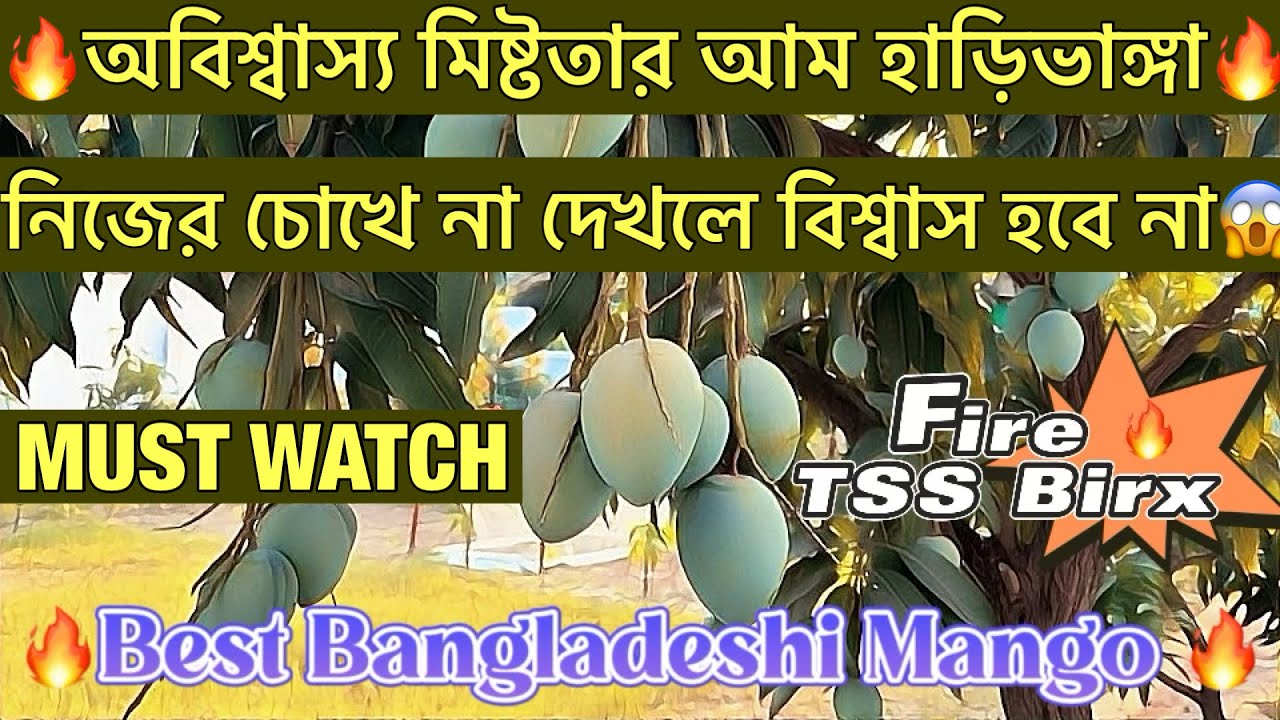 🔥হাঁড়িভাঙ্গার অবিশাস্য স্বাদ🥰Harivanga Mango TSS Brix - YouTube