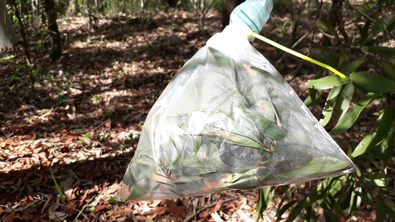 How To Find Water From Trees With The Wild Bushman - YouTube