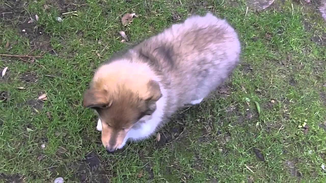 Rough Collie Puppy PLaying in the Garden - YouTube