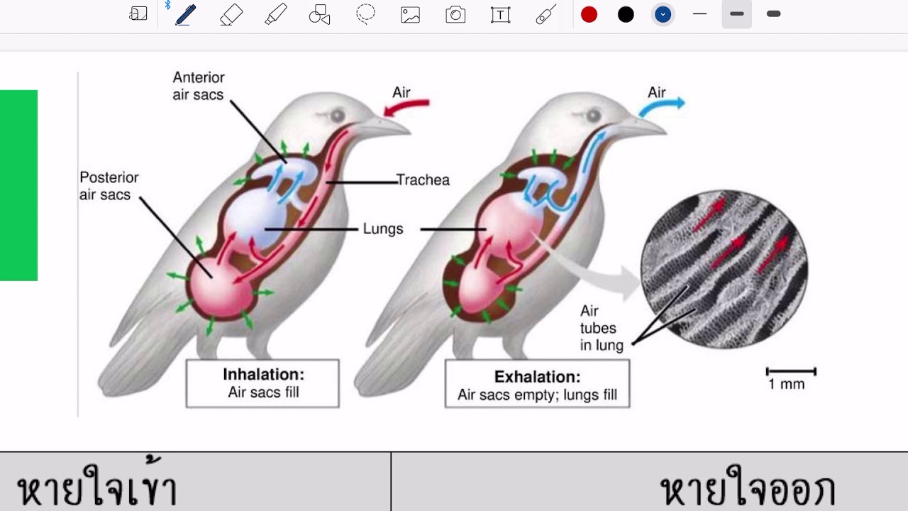 Bird gas exchange - YouTube