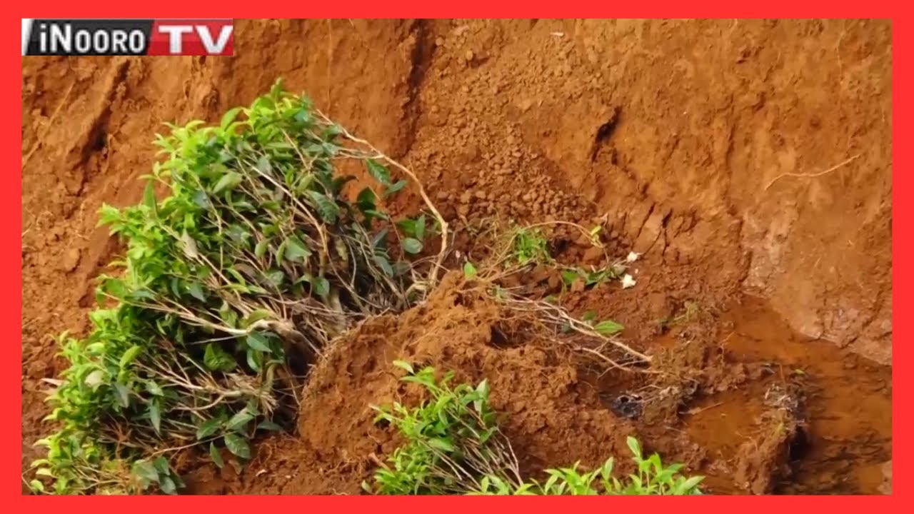 Ũgwati wa matuĩka Mucoco Kangema, aikari makĩũrio mathame - YouTube
