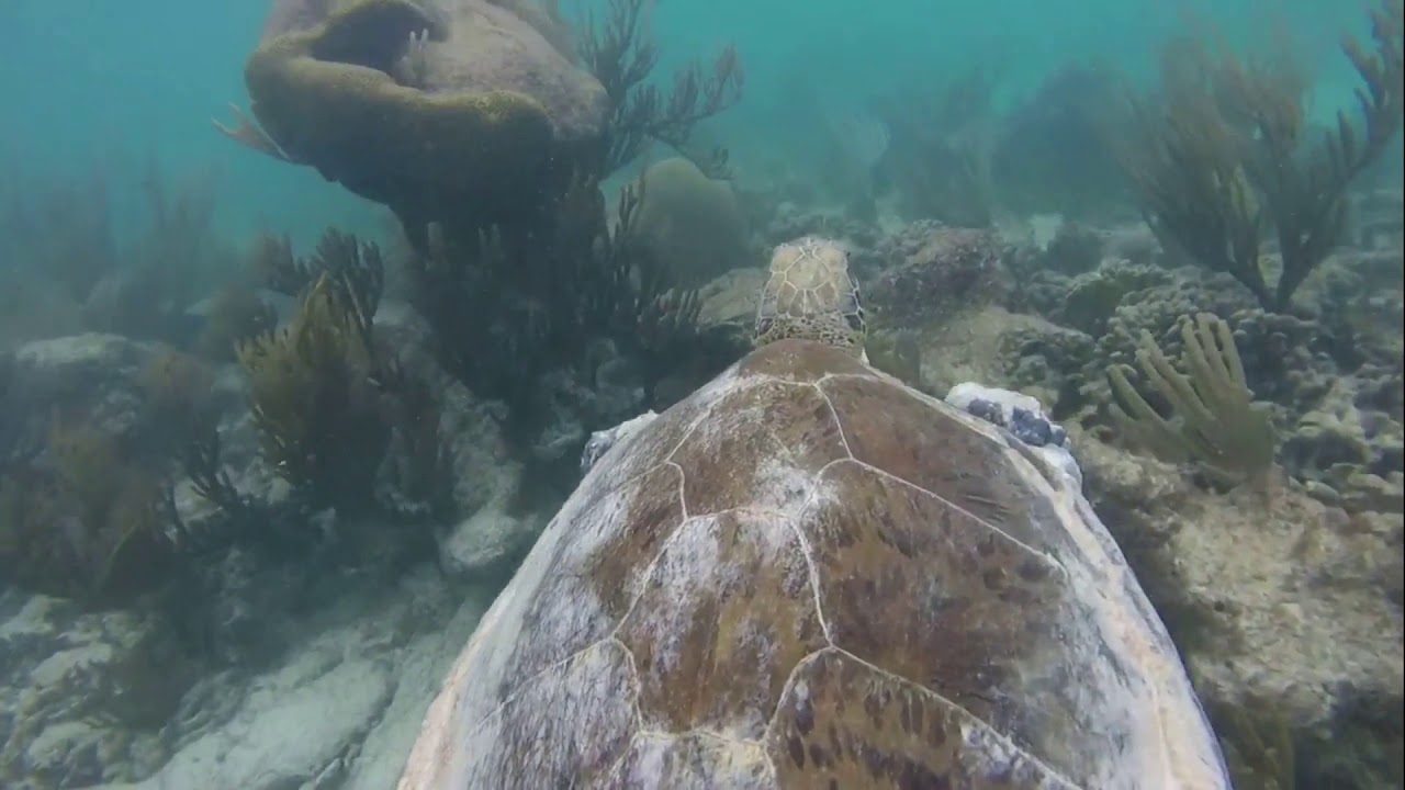 Sea Turtle in Riviera Maya Mexico - YouTube