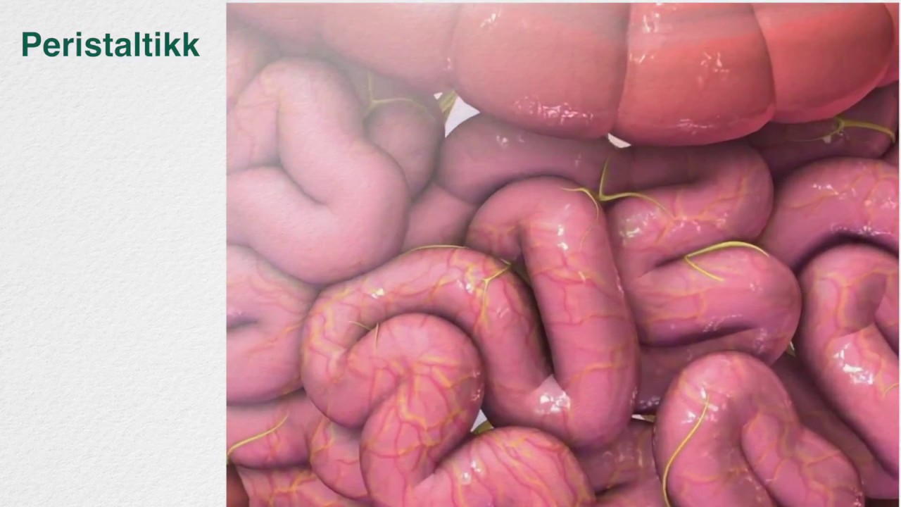 Peristaltikk på 60 sekunder - YouTube