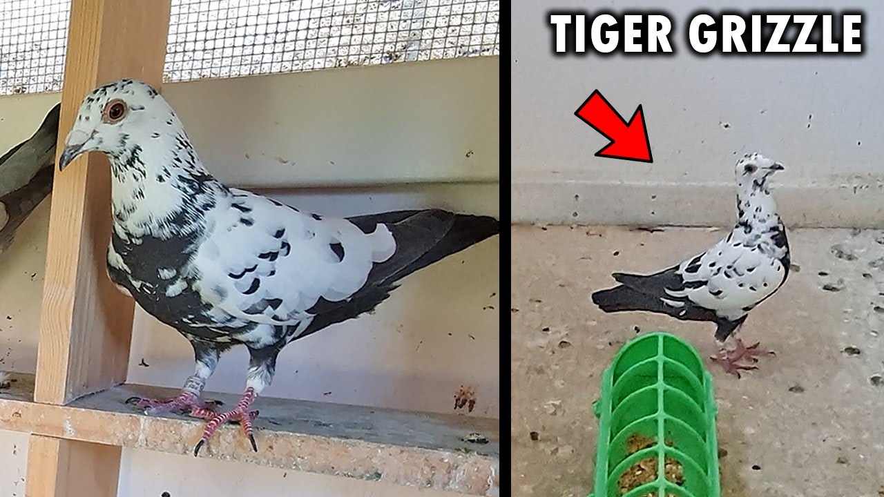 TIGER GRIZZLE RACING PIGEON NAME? - YouTube
