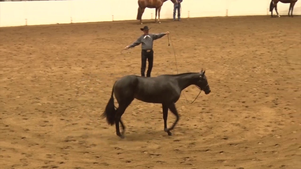 191015 Open Hunter Yearling Longe Line Stakes Mike Tivoli - YouTube