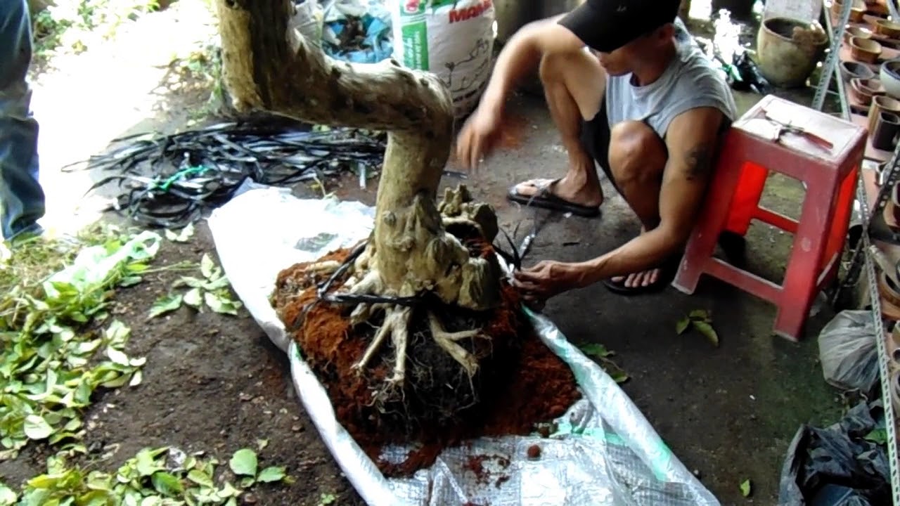 how to create a bonsai tree , bonsai demo , big bonsai - YouTube