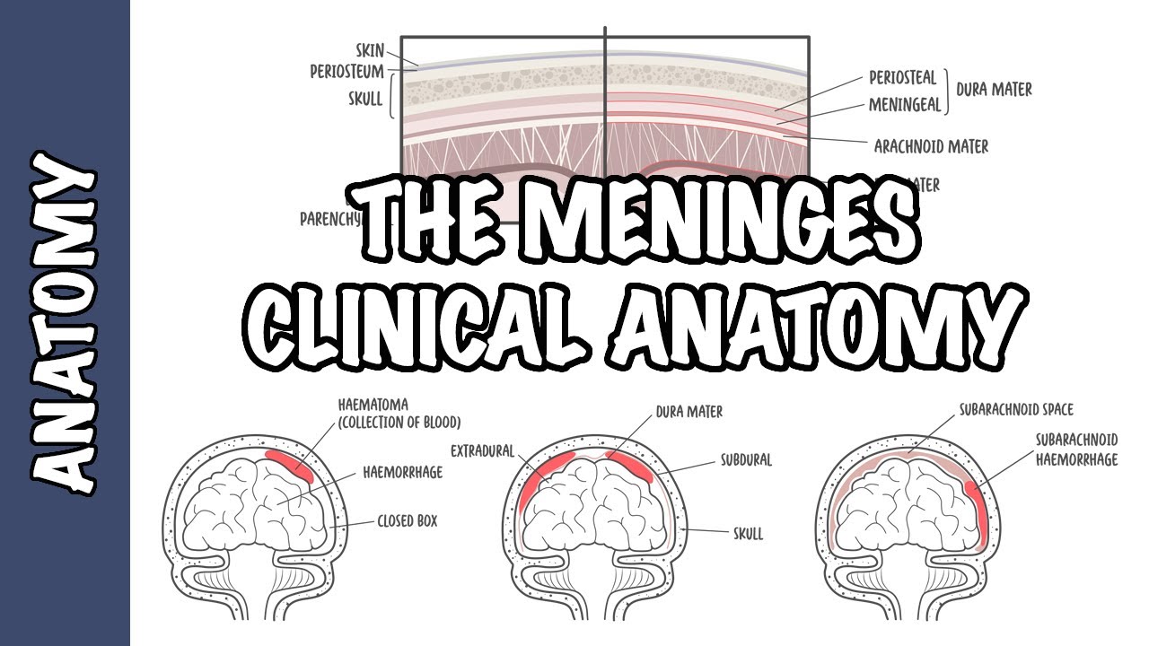Dura Mater Subdural