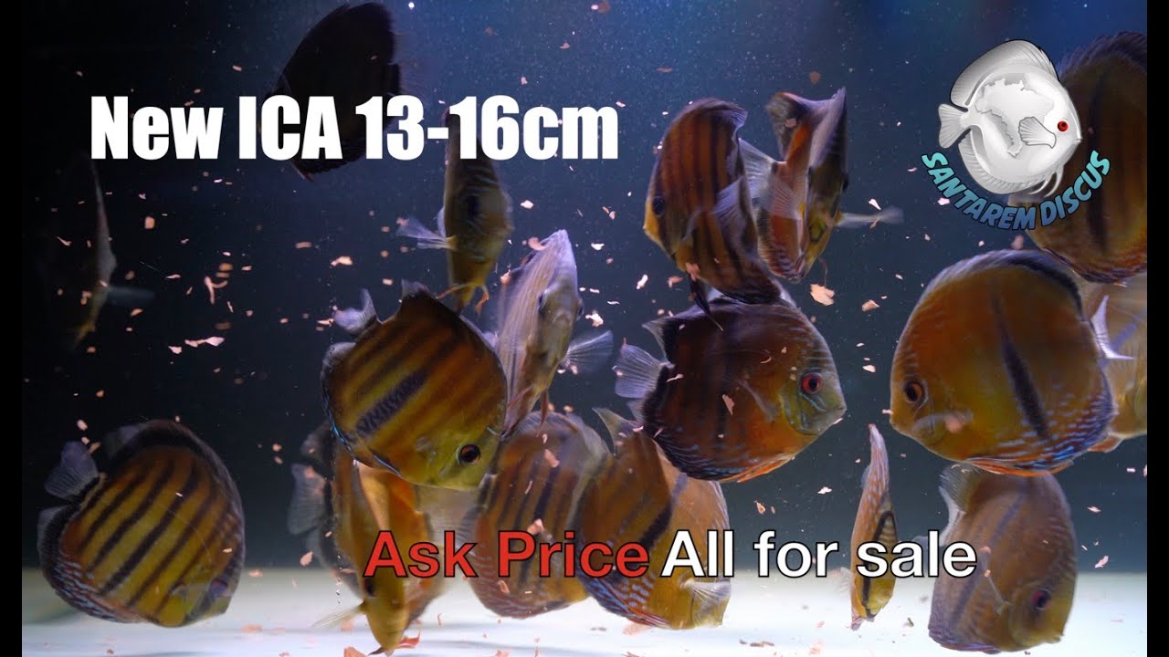 New ICA now for sale ask price 13 16 cm - YouTube