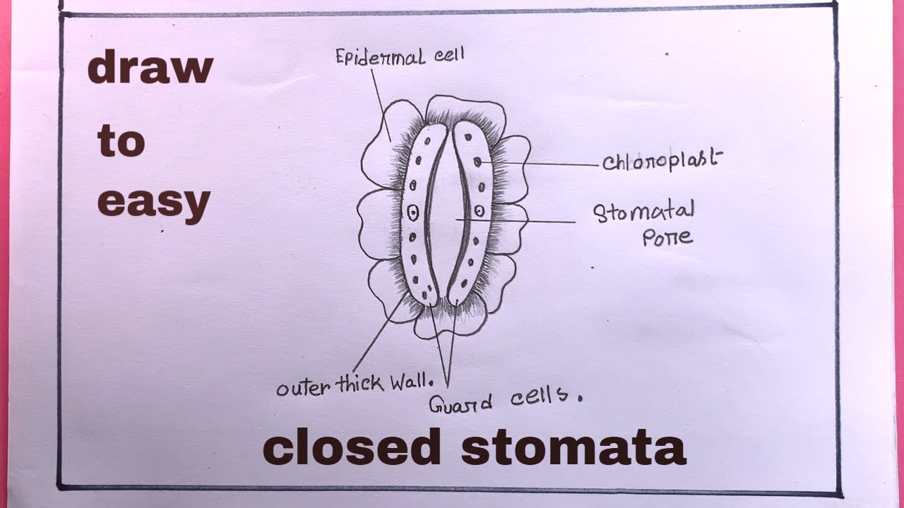 How To Draw Closed Stomata/Drawing Close Stomata - YouTube