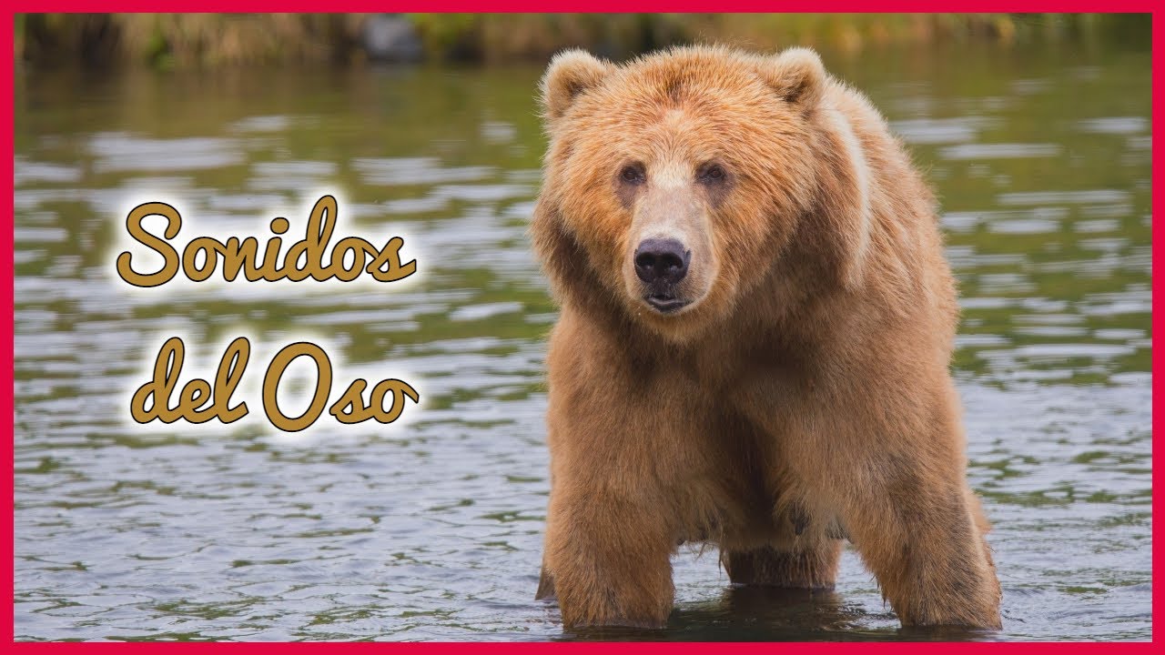 SONIDOS del OSO (10 Minutos) 🐻🎶🔊 - YouTube