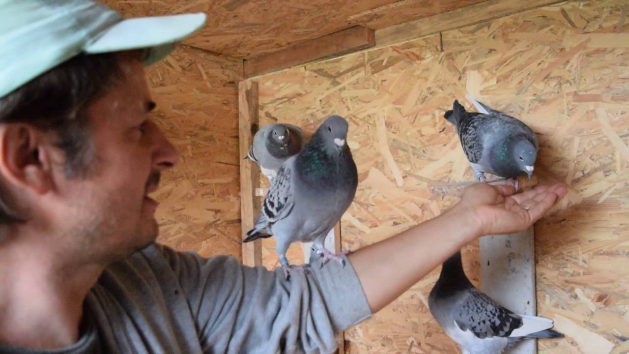 More into Taming your birds, easy steps to follow - YouTube