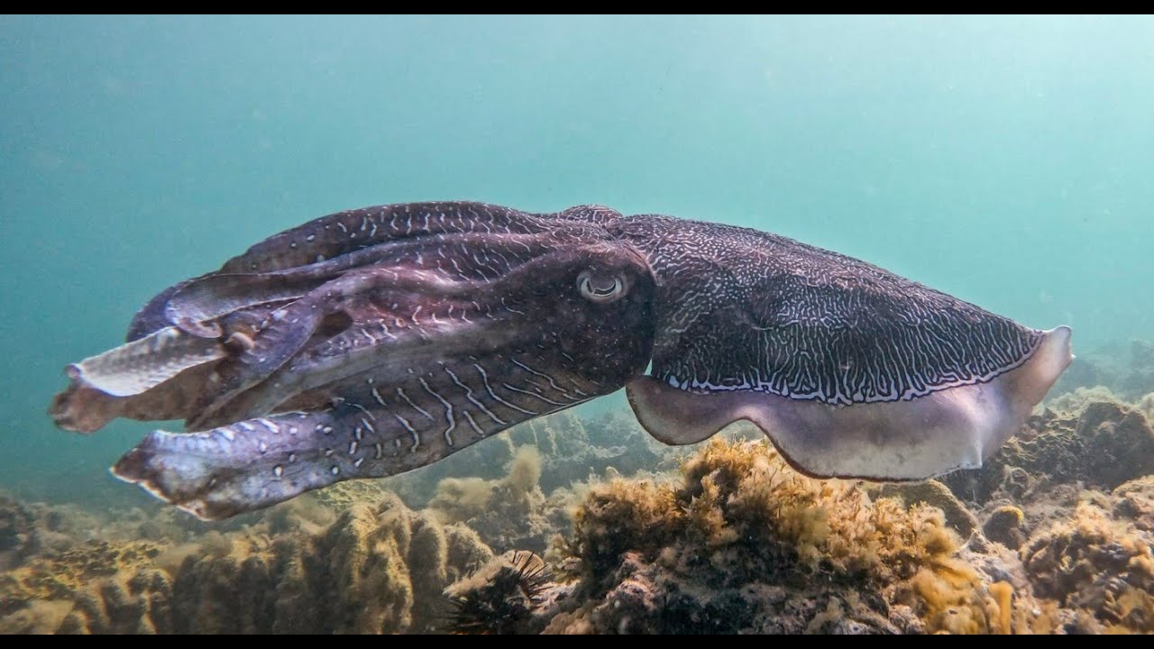 Whyalla Giant Cuttlefish Aggregation 2024 (Highlights 4K) - YouTube