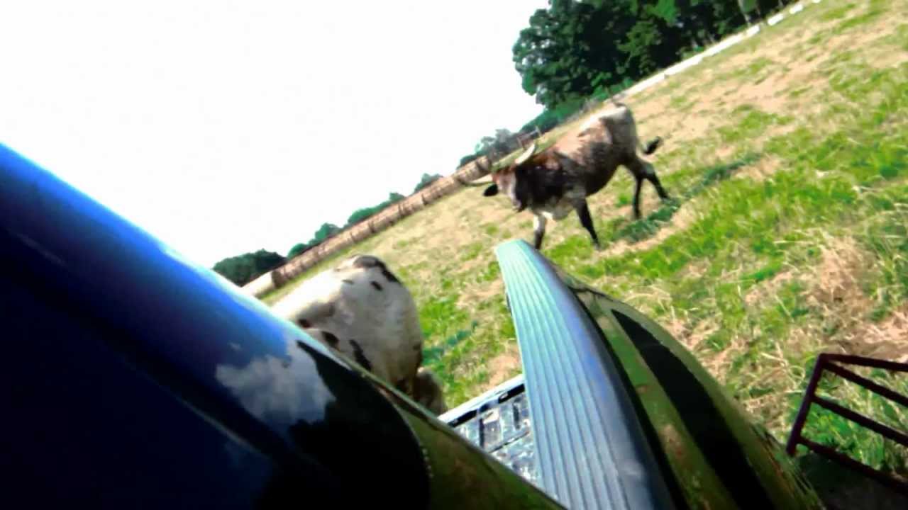 Longhorn Bull attack - YouTube