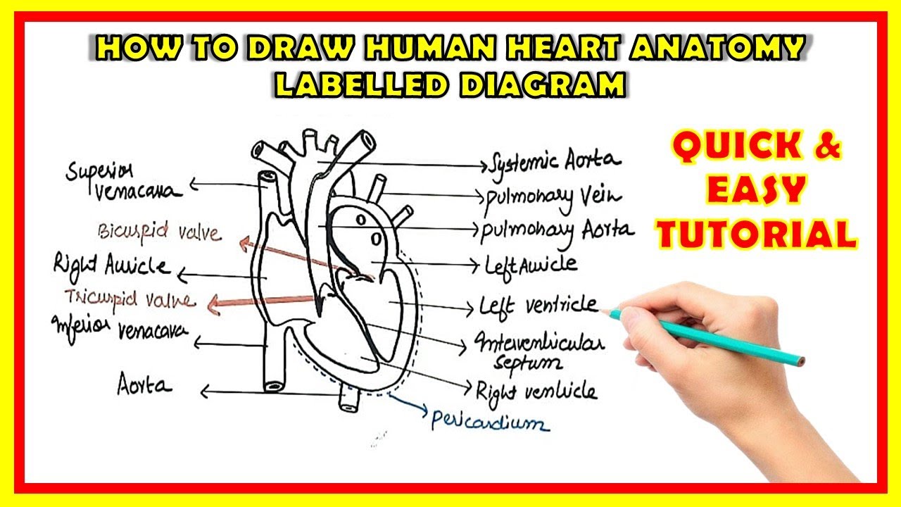How To Draw Human Heart Labelled Diagram For Class 10 || Step By Step ...