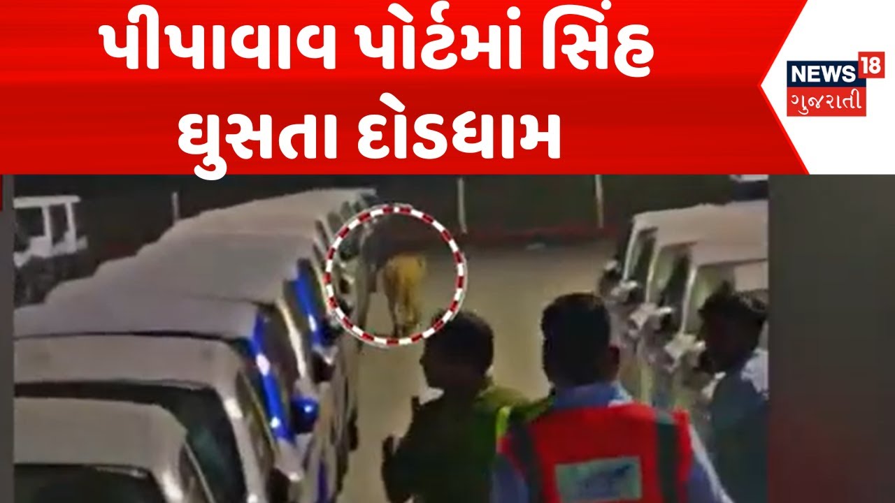 Amreli Lion News: અમરેલીના પીપાવાવ પોર્ટમાં રાત્રીના સમયે સિંહ ઘુસતા ...