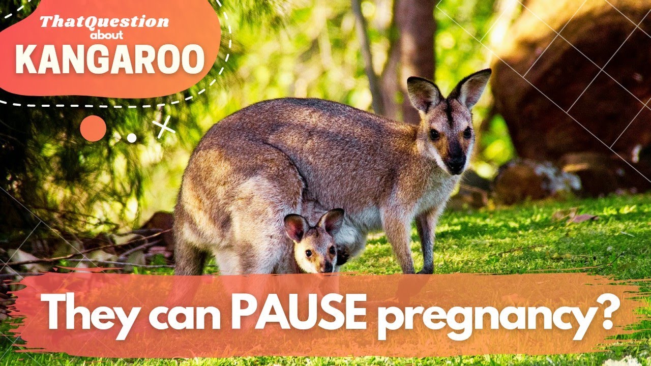 THEY CAN PAUSE THEIR PREGNANCY? |ThatQuestion about KANGAROO - YouTube