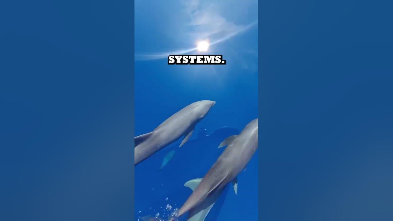 Unveiling Dolphin Mysteries: Beyond Playfulness #shorts #viral #dolphin #wildlife #nature # ...