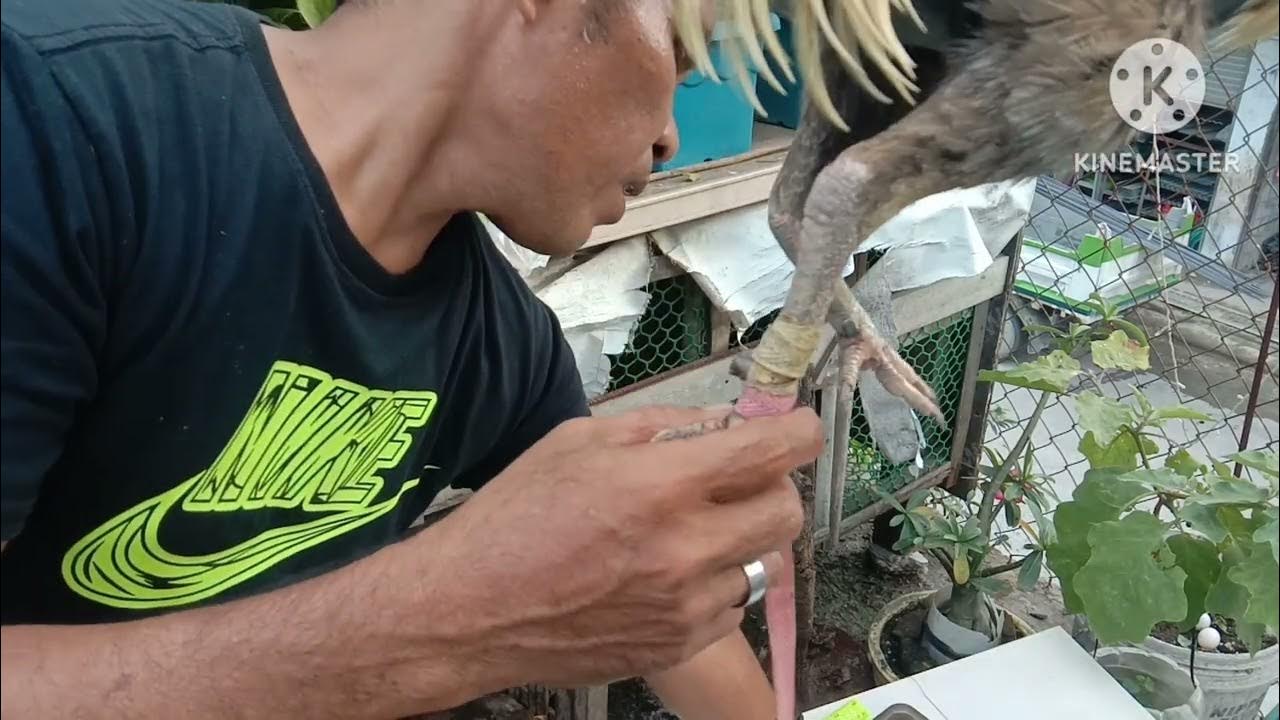 PAANO MAG TARI SA KANAN PAA NG MANOK - YouTube