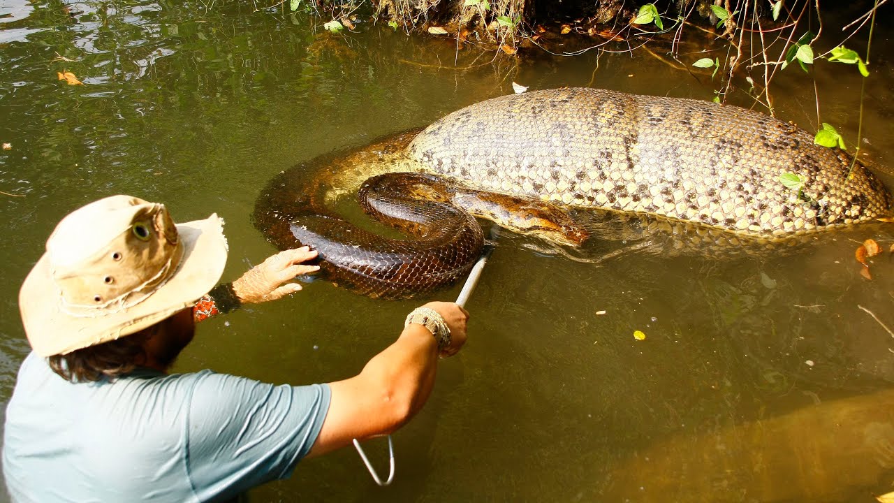 SUCURI GIGANTE - EU VIVI #6 - YouTube