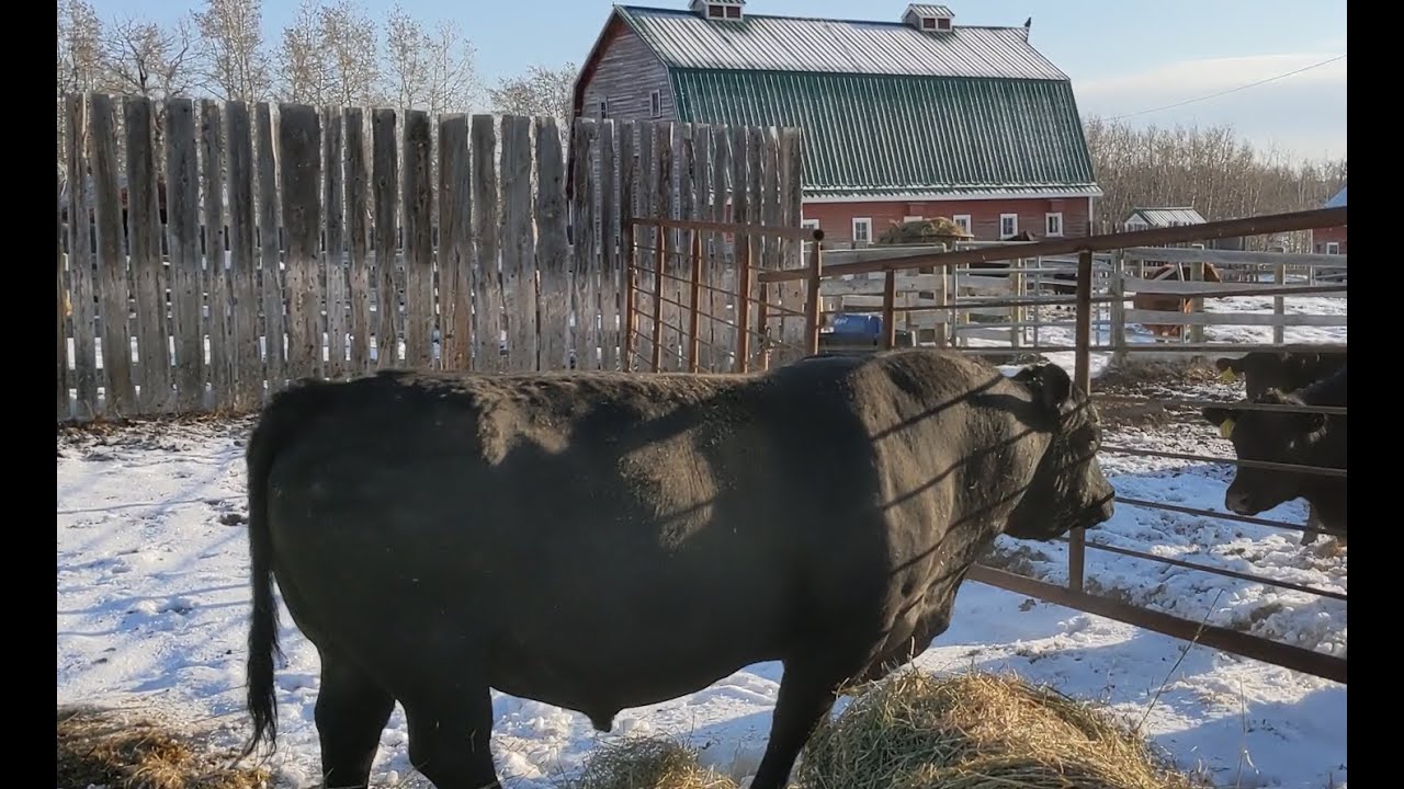 Bull Problems - YouTube