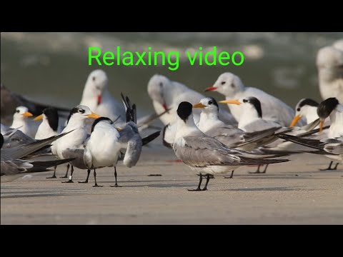 Rexing music bird sund.bewtifull sund & bewtifull day enjoi your life.this video is mind fresh video