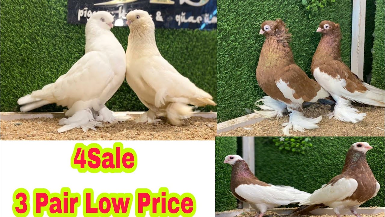 Long Face| & P Short Face| A Tumbler Fancy Pigeons| Sale R S PIGEON ...