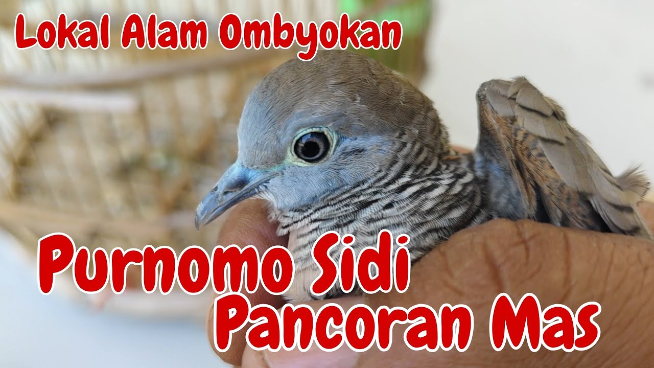 Purnomo Sidi Pancoran Mas Lokal Alam dapat dari Ombyokan - YouTube