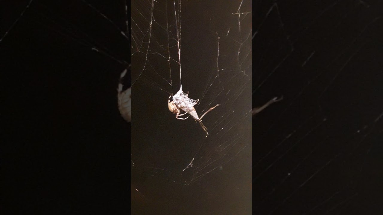 Diablo the spider - YouTube