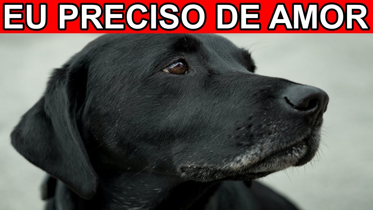 8 Maneiras de Dizer "Eu Te Amo" Para o Seu Cachorro - Como Mostrar Amor ...
