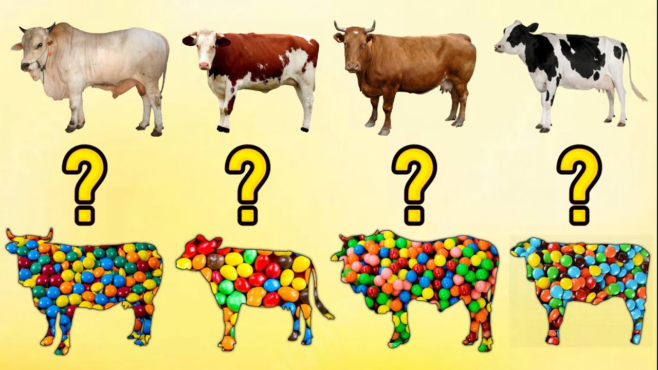 BERMAIN GAME ‼ MENCOCOKAN GAMBAR SAPI PUZZLE ANIMALS CUTE COW HIGHLAND ...